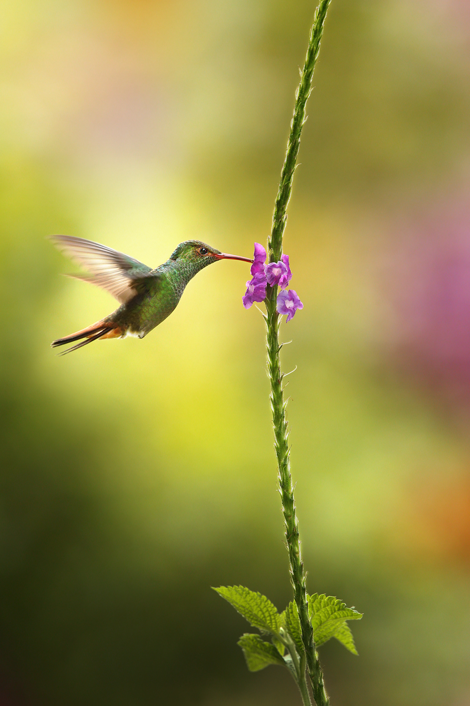 Hummingbird - Beautiful Photography - Fribly